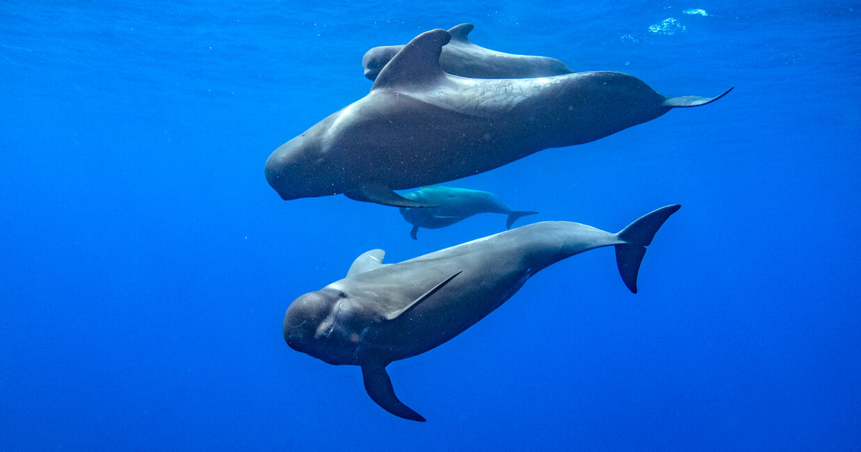 Will Continuity Yousaf stop whales getting the vote? - Think Scotland